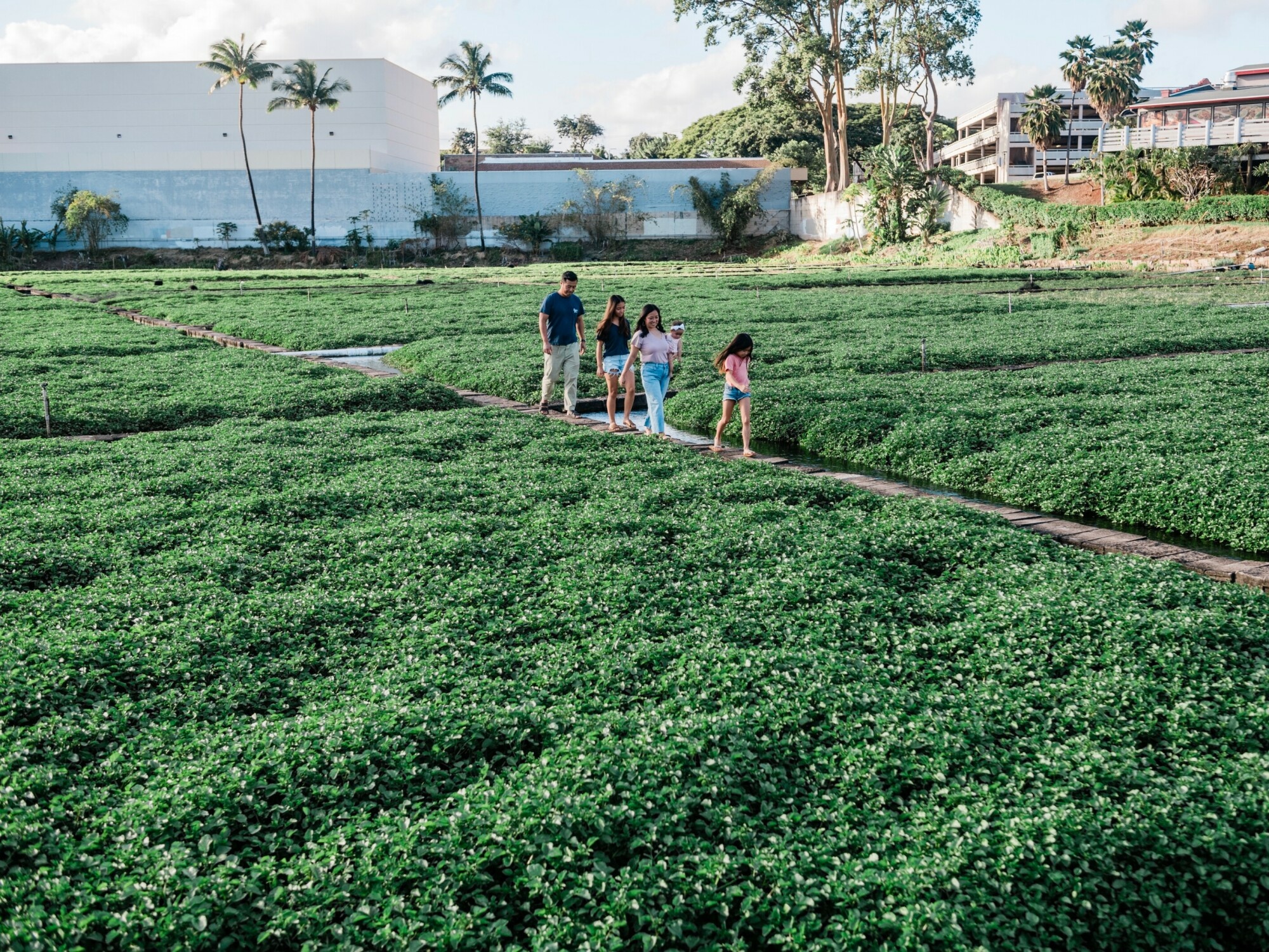 From Issei Hands to Yonsei Hearts: The Living Legacy of Sumida Farm ...